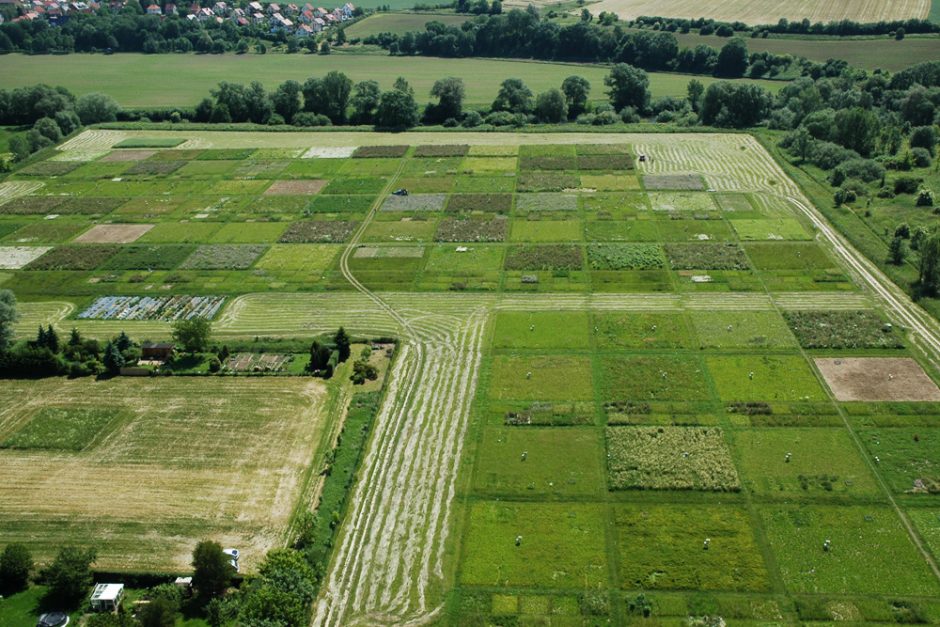 Jena Experiment: loss of biodiversity has negative consequences for ...