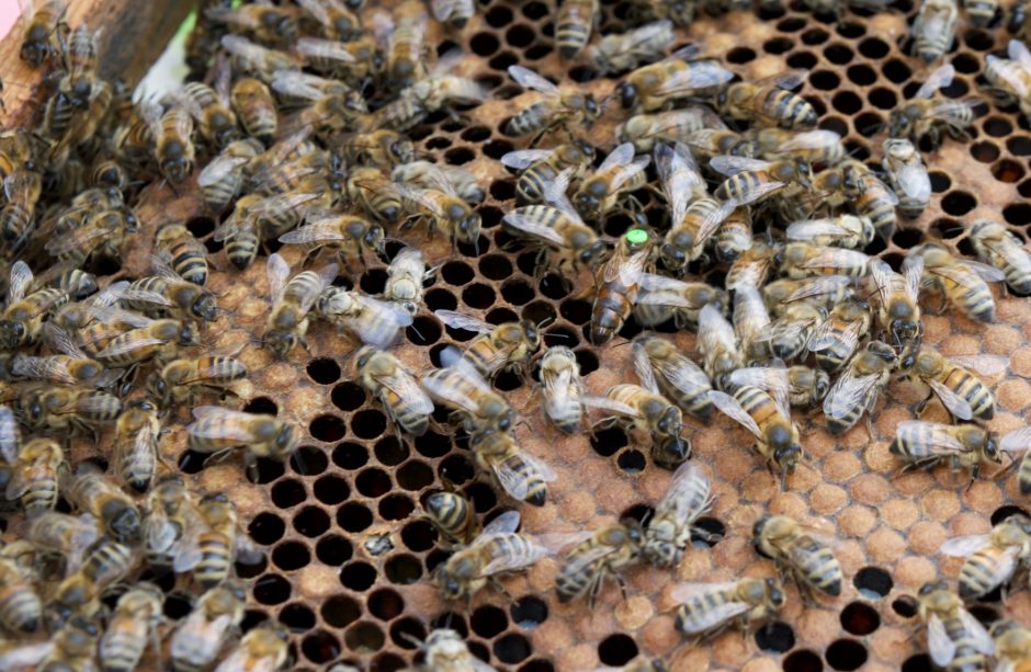 M&S launches new programme to support Select Farmers to become more ...