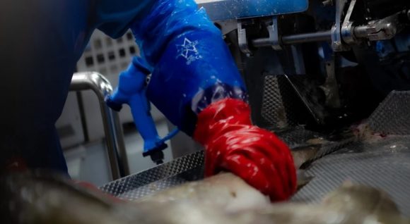 Marel: Curio Filleting Platform expands fish processing capabilities | EuropaWire