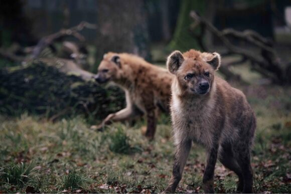 Vodafone’s Groundbreaking IoT Solution Mitigates Human-Wildlife ...