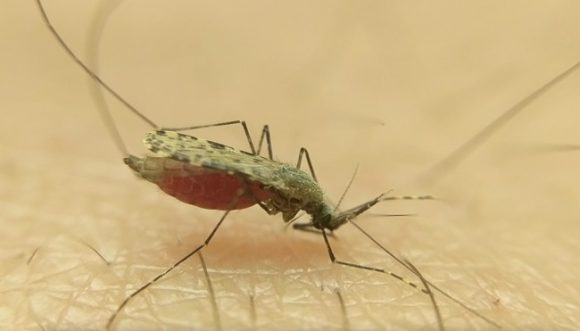 University of Glasgow leads major African-European partnership to ...